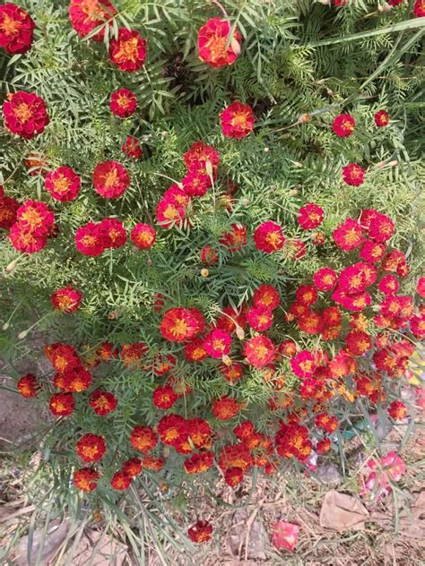 মাদারীপুর শহরের প্রথম আলো