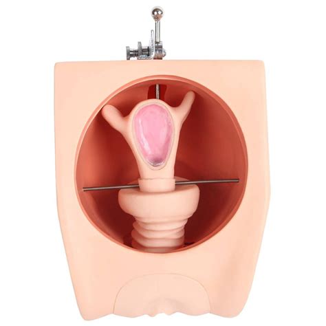 Anatomy Lab Female Contraception Model — Pristine Medical