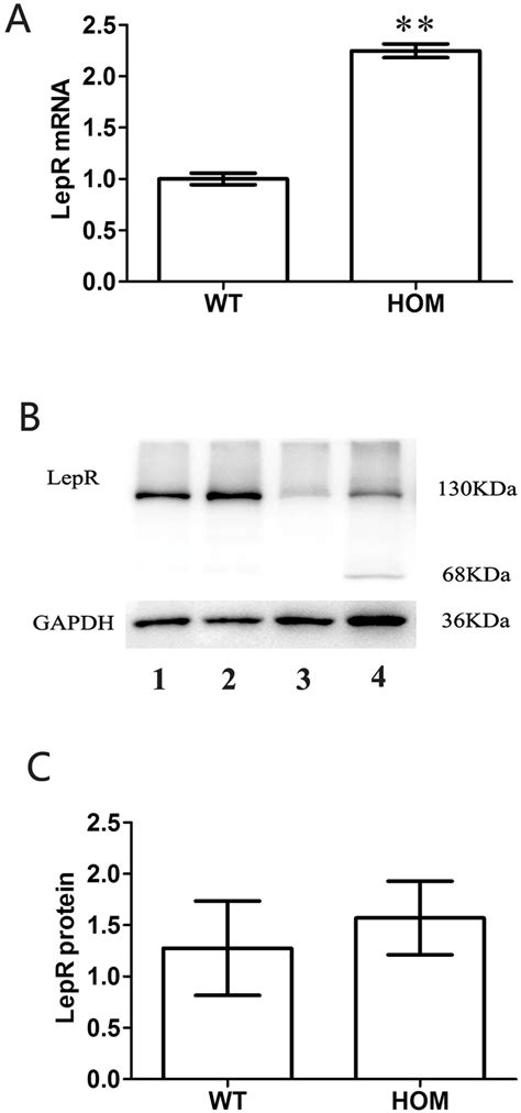 Detection Of Lepr Mrna And Protein Levels In Ovarian Tissue Extracts Of Download Scientific
