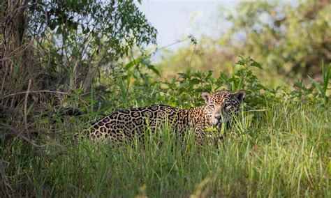 Jaguar Animal Facts Jaguar Facts Panthera Onca