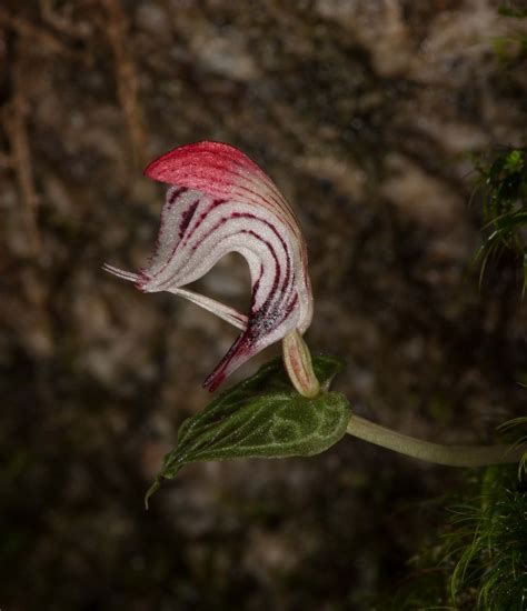 Naresh Swami The Orchids Of The Sikkim Himalaya Memoirs Of An Orchid Hunter Naresh Swami