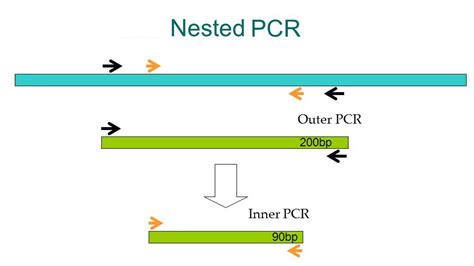 تکنیک Nested Pcr شرکت دانش بنیان بافت و ژن پاسارگاد