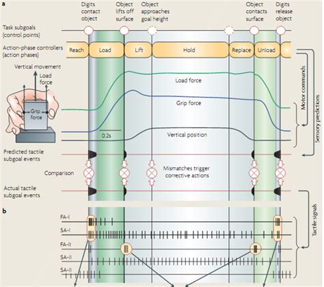 Sensory Feedback Schemes Jacob Segil University Of Colorado Boulder