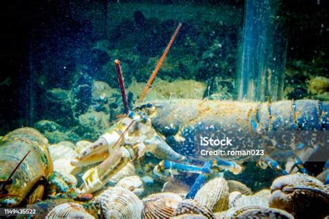 다채로운 가재 판매 레스토랑에서 수족관 내부 조개와 바다 갑각류 0명에 대한 스톡 사진 및 기타 이미지 0명 갈고리 발톱 감금 상태 Istock