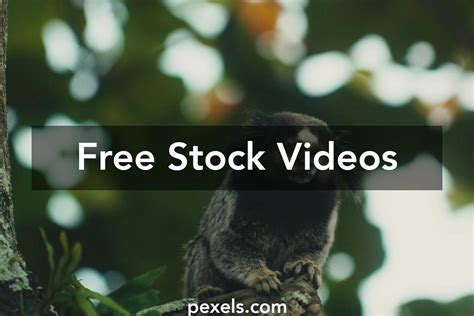 Tanlineshairybush Videos Download The Best Free 4k Stock Video