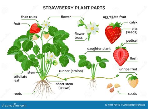 Partes De Fresa Partes De Plantas Dibujos Botánicos Con Nombres De