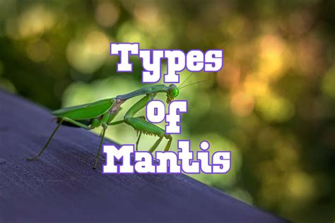 25 Types Of Praying Mantis Species Pictures And Identification
