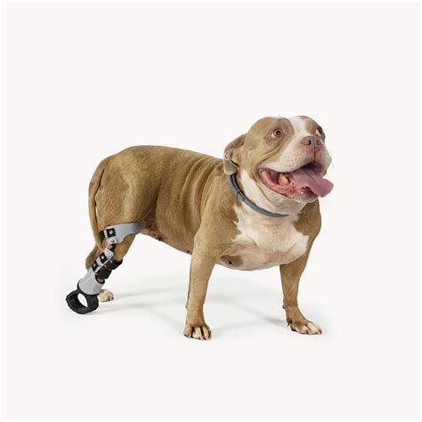 Prótesis Para Mascotas Mihapi®
