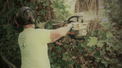Tree Crown Reduction Seattle Bellevue And Tacoma Pruning