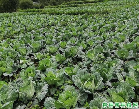 怎样给甘蓝施追肥 耕种帮种植网