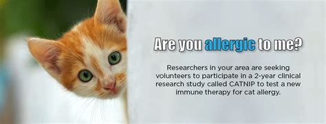 Catnip A Clinical Trial For People With Cat Allergy