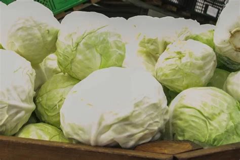 Чем нужно обильно опрыскать капусту в сентябре идеальная подкормка кочаны будут крепкими и