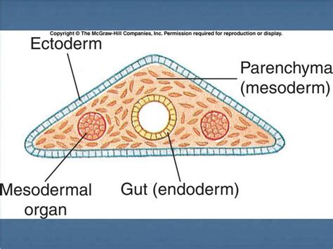 Ppt Phylum Platyhelminthes The Flatworms Powerpoint Presentation Free Download Id526379