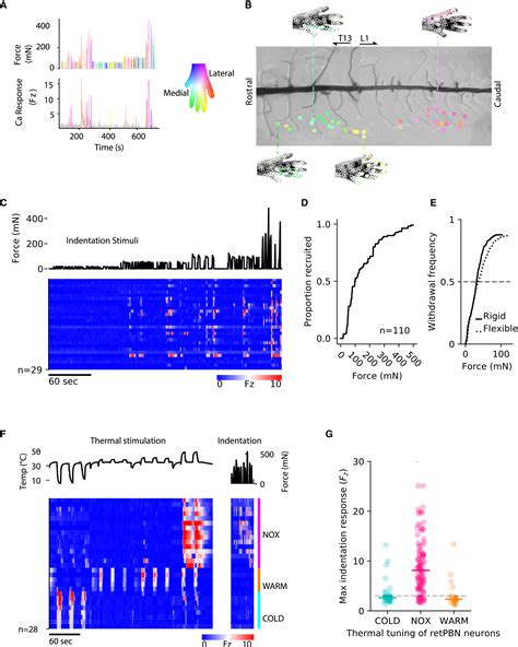 Differential Modification Of Ascending Spinal Outputs In Acute And