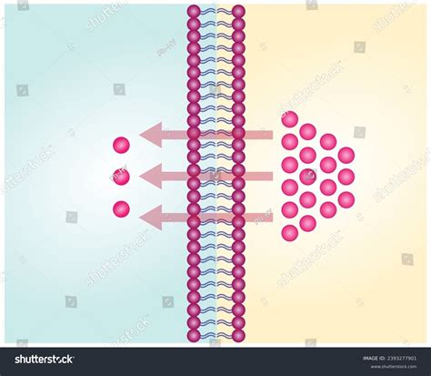 Passive Transport Simple Diffusion Through Lipid Stock Vector Royalty Free 2393277901 Passive Transport Simple Diffusion Through Lipid Stock Vector Royalty Free 2393277901