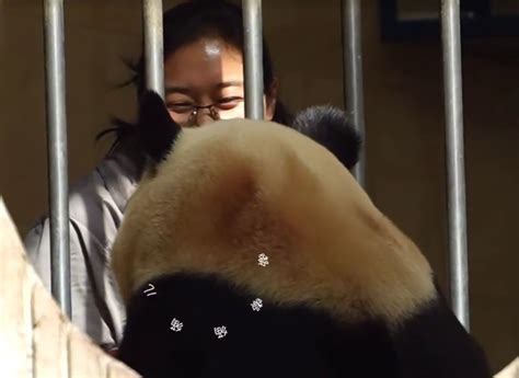 “이분은 처음 보는 사육사인데 ” 푸바오 돌봐주는 여자 사육사 정체 공개되자 팬들 가슴 뭉클해진 이유 개감동이양