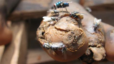 What Does A Jigger Flea Look Like At Katherine Roosa Blog