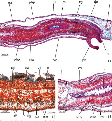 Figure 11 13 From The First Troglobitic Species Of Freshwater Flatworm Of The Suborder