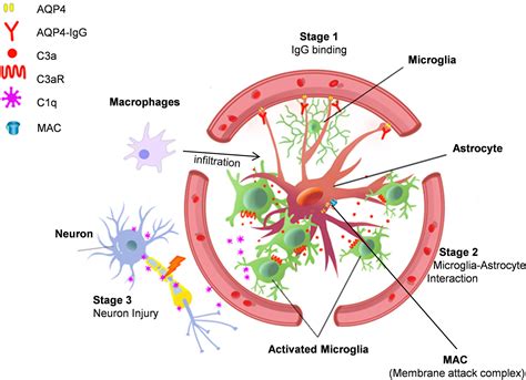 Frontiers The Emerging Role Of Microglia In Neuromyelitis Optica