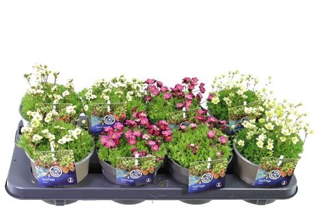 Saxifraga MIX — Plant Wholesale FlorAccess