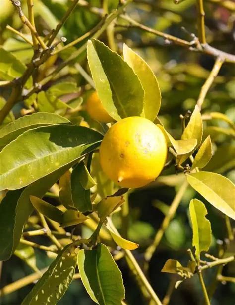 When To Prune Lemon Trees Optimal Times
