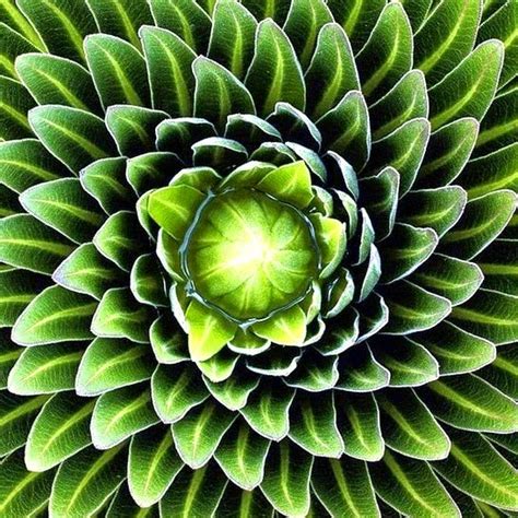The Flying Tortoise The Fibonacci Sequence And The Incredibly