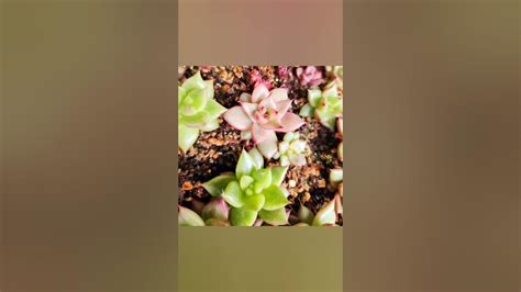 야인 2022년 파종이 ~ 핑크 젤리로 가나요~ 파종이 다육 다유기 다육이 다육식물 반려식물 다육판매 다육이판매 다육이키우기 다육인스타그램 매혹이 청주