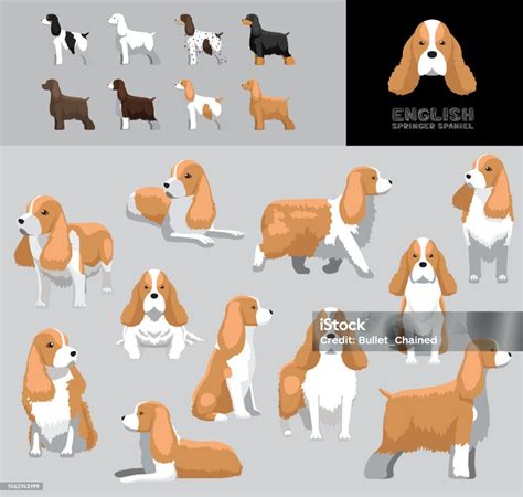 개 영어 Springer 스패니얼 만화 벡터 일러스트레이션 색상 변형 세트 금발 코트 스패니얼에 대한 스톡 벡터 아트 및 기타