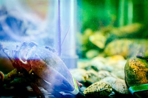 판매를 위한 다채로운 가재 레스토랑에서 수족관 내부 바다 갑각류 갈고리 발톱에 대한 스톡 사진 및 기타 이미지 갈고리 발톱 감금 상태 갑각류 Istock