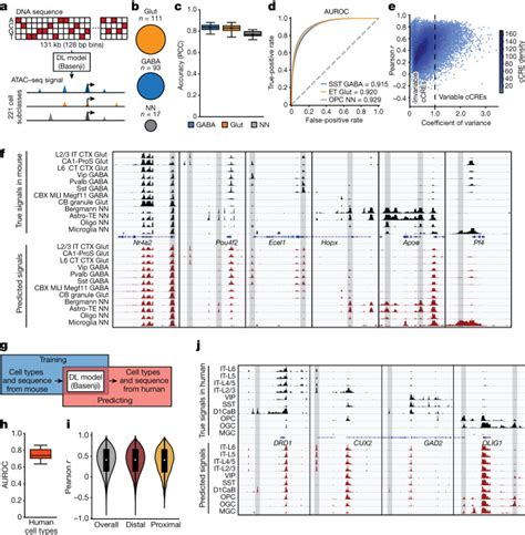 Single Cell Analysis Of Chromatin Accessibility In The Adult Mouse