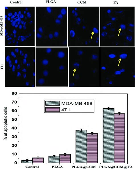 Cellular Morphology Study By Dapi Staining And Quantification Data Of