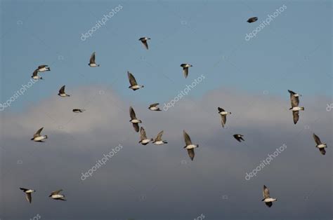 Tree Swallow In Flight
