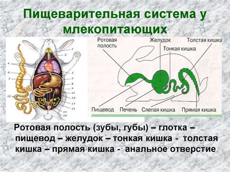 Пищеварительная система у позвоночных животных презентация онлайн