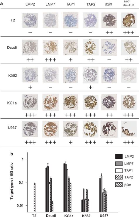 Expression Of Antigen Processing Machinery Apm Components In Download Scientific Diagram