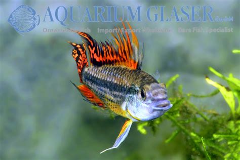 Apistogramma Cacatuoides Double Red Aquarium Glaser Gmbh