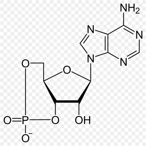 Cyclic Adenosine Monophosphate Adenosine Triphosphate Energy Chemical Bond Png 1200x1200px