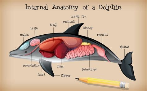 Orca Anatomy Vectors And Illustrations For Free Download Freepik