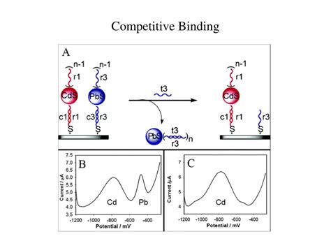 Ppt Electrochemical Dna Hybridization Sensors Powerpoint Presentation Id608544