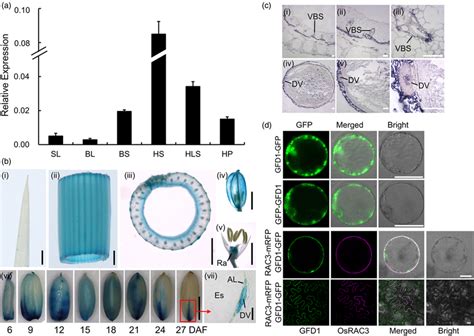 expression pattern and subcellular localization a gfd1 transcript