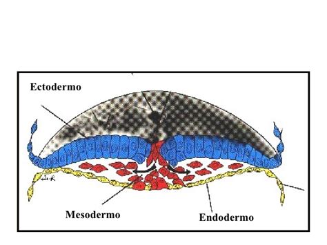 Embriologia Capitulo V