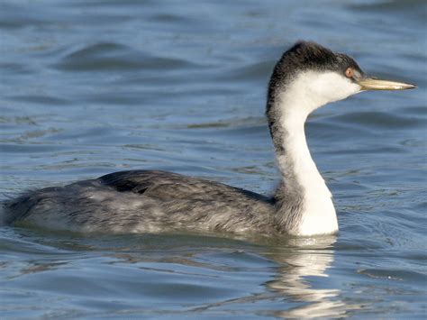 Western Grebe Wegr Land Trust Bird Conservation Initiative