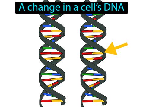 Mutation Definition And Image Flippy Flashcards Mutation Definition And Image Flippy Flashcards