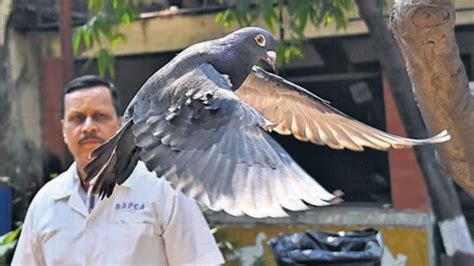Арестовали птицу — в Индии голубя 8 месяцев держали взаперти за шпионаж — фото