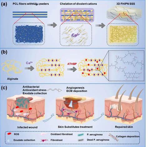东华大学王璐教授团队《materials And Design》：可实现伤口渗出液管理的皮肤修复材料细胞纤维凝胶