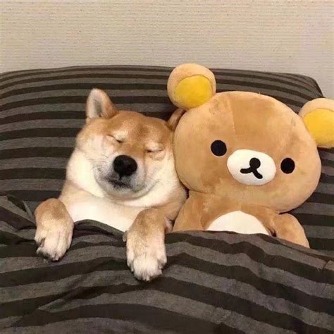 算法训练day01 704二分查找、27移除元素 Hmilzys Blog