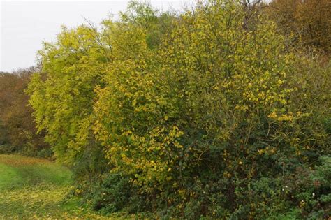 30 Native British Trees And How To Spot Them