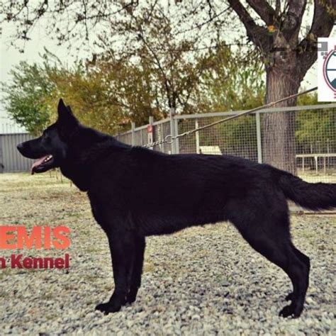 دیگر حیوانات دامی ژرمن مادر ورک