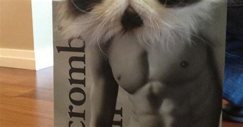 my cat has been working out lately imgur