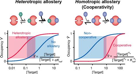 Enzyme Cooperativity Graph At Joseph Avent Blog