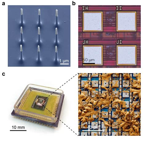 Cmos Nanoelectrode Arrays For Intracellular Recording Of Neuronal